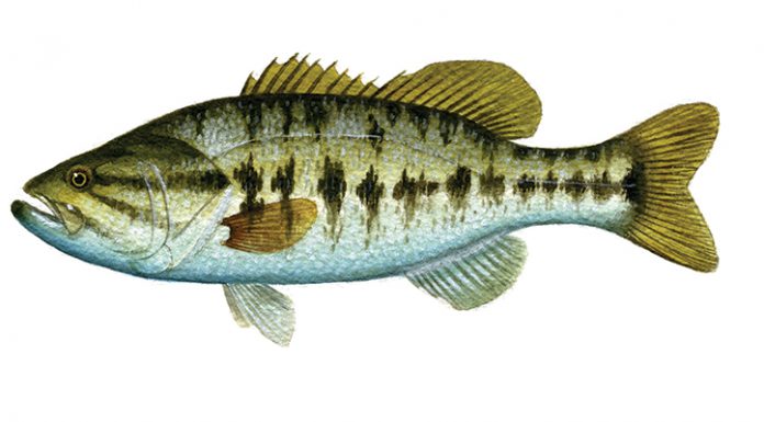 How To Catch A Bass Slam This Summer | Kayak Angler