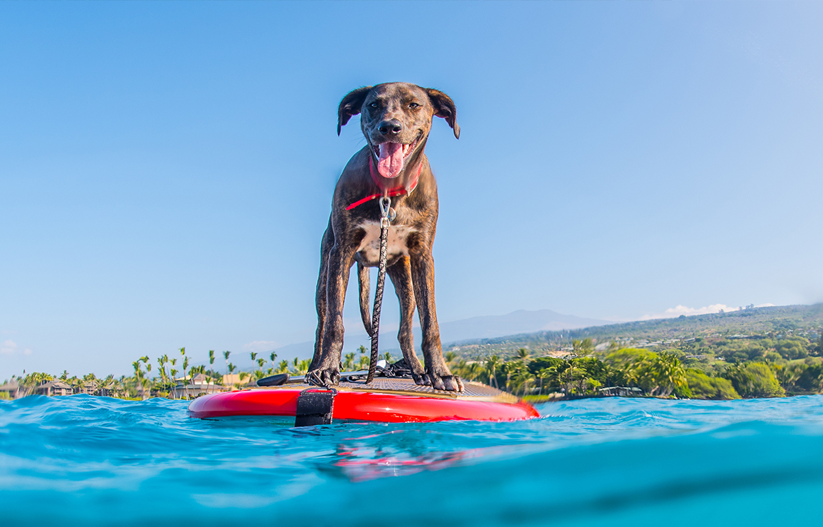 Paddleboard News & Reviews - Paddling Magazine