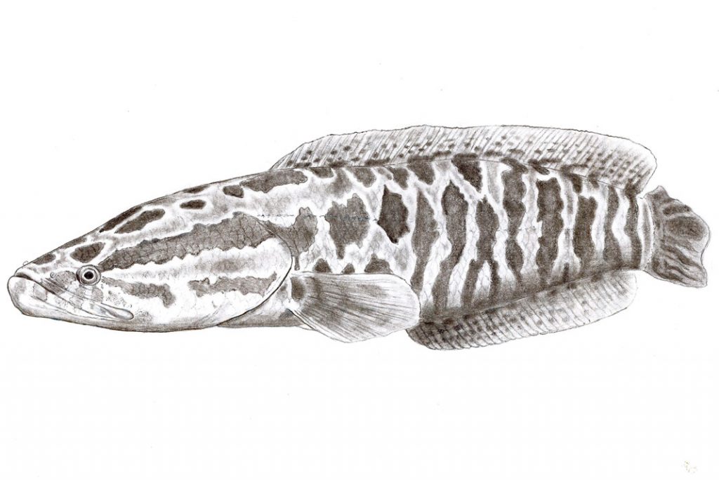 Ultimate Guide To Fishing For Snakehead | Kayak Angler