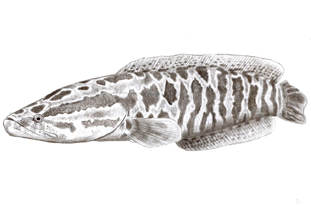 Ultimate Guide To Fishing For Snakehead | Kayak Angler