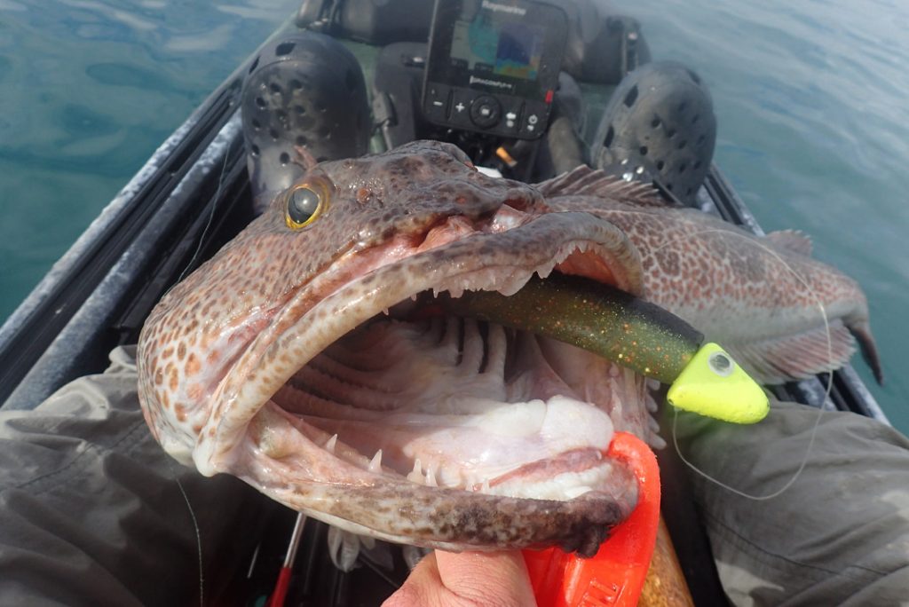 Catch More Lingcod With These Expert Tips | Kayak Angler