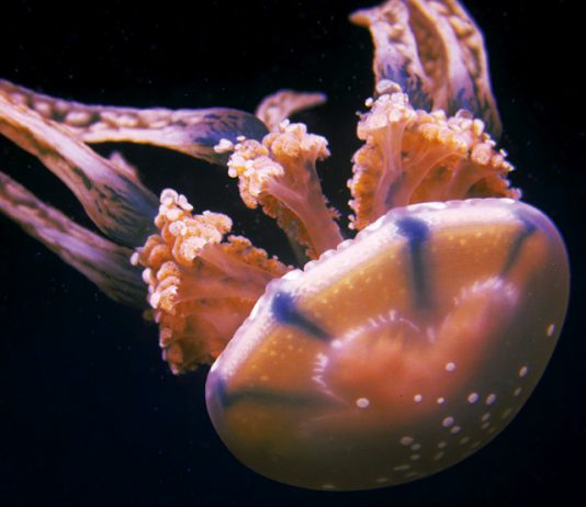 The Shocking Secret Life Of Jellyfish | Kayak Angler