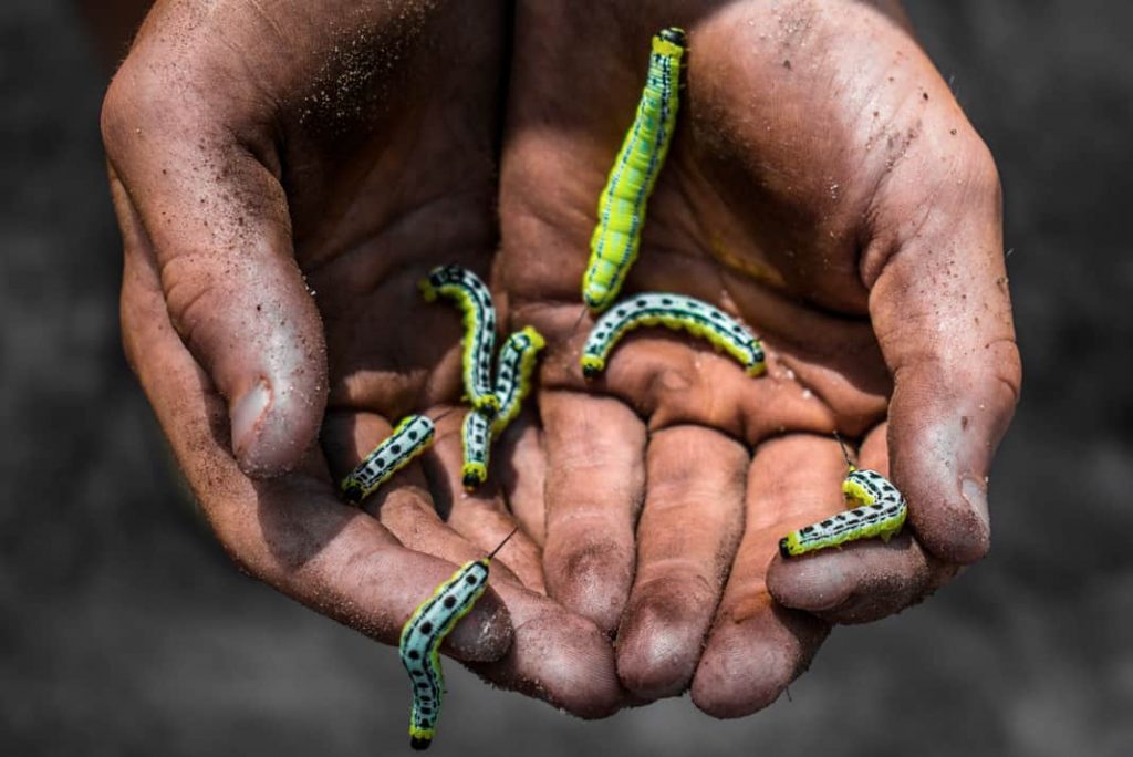 The best worms for bream, catfish and panfish | Kayak Angler
