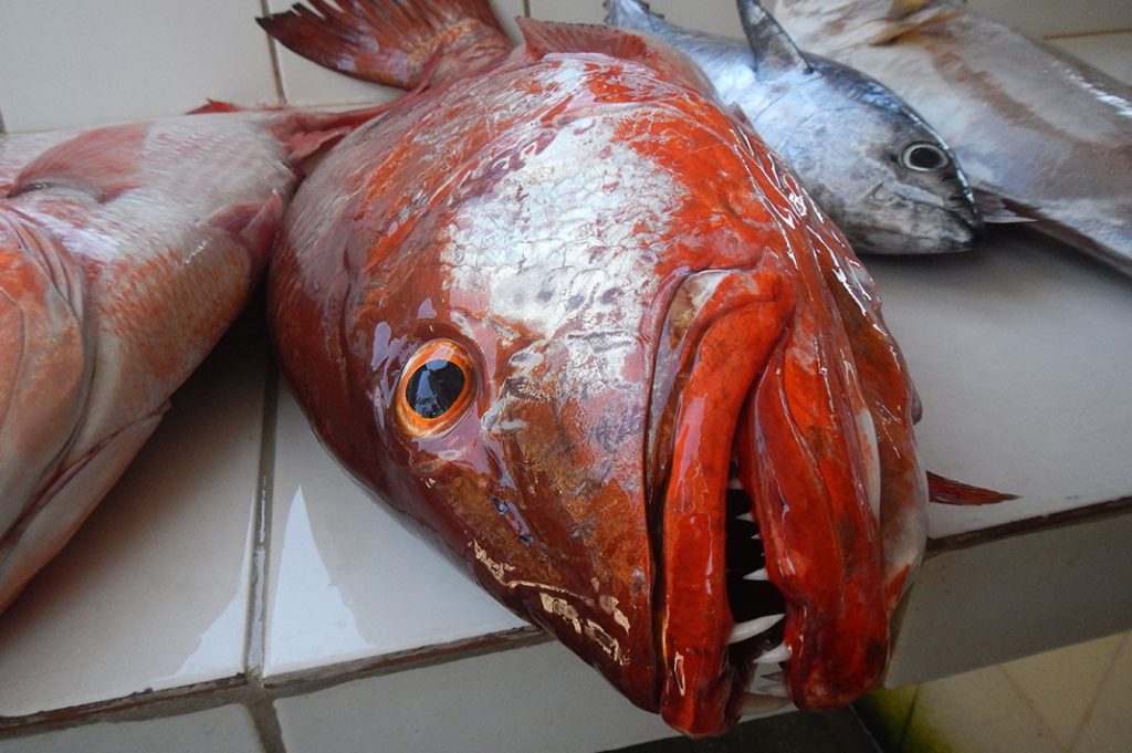 Most Popular Kayak Fishing Destinations: Costa Rica | Kayak Angler