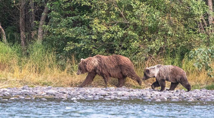 Adam Fisk Lands One Helluva Halibut In Alaska | Kayak Angler