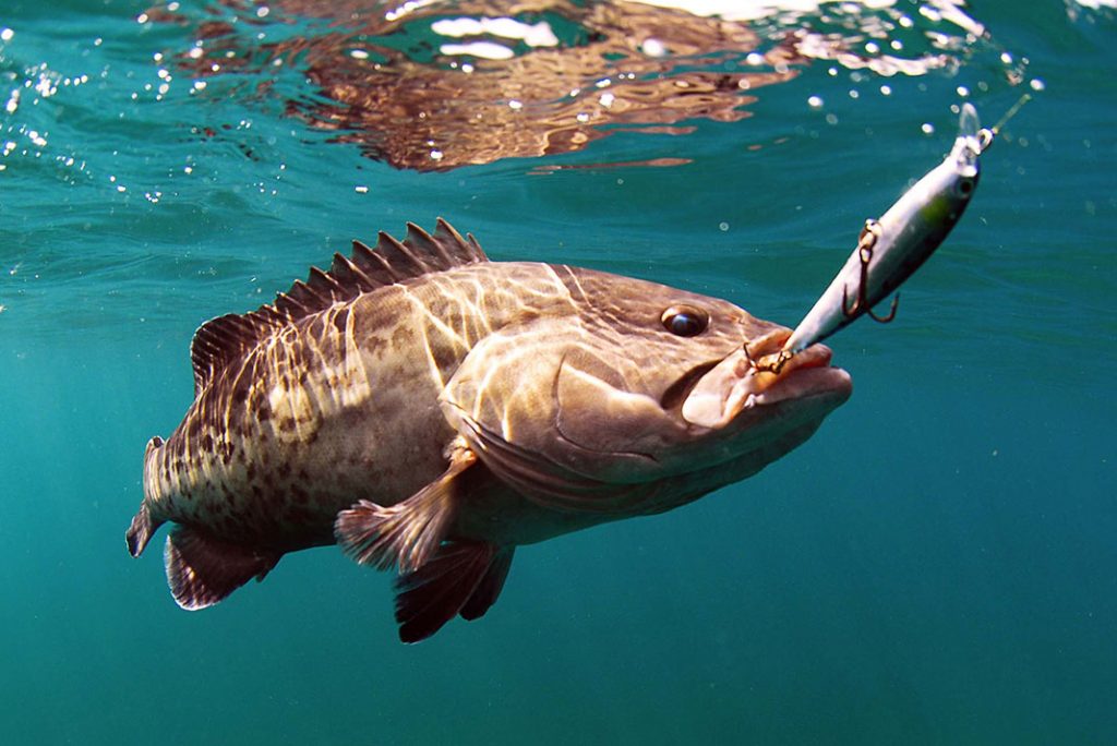 How To Reel In Big Bottom-Dwelling Fish | Kayak Angler