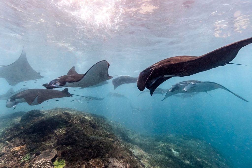 Anglers Encounter Manta Rays A Mile Offshore (Video) | Kayak Angler