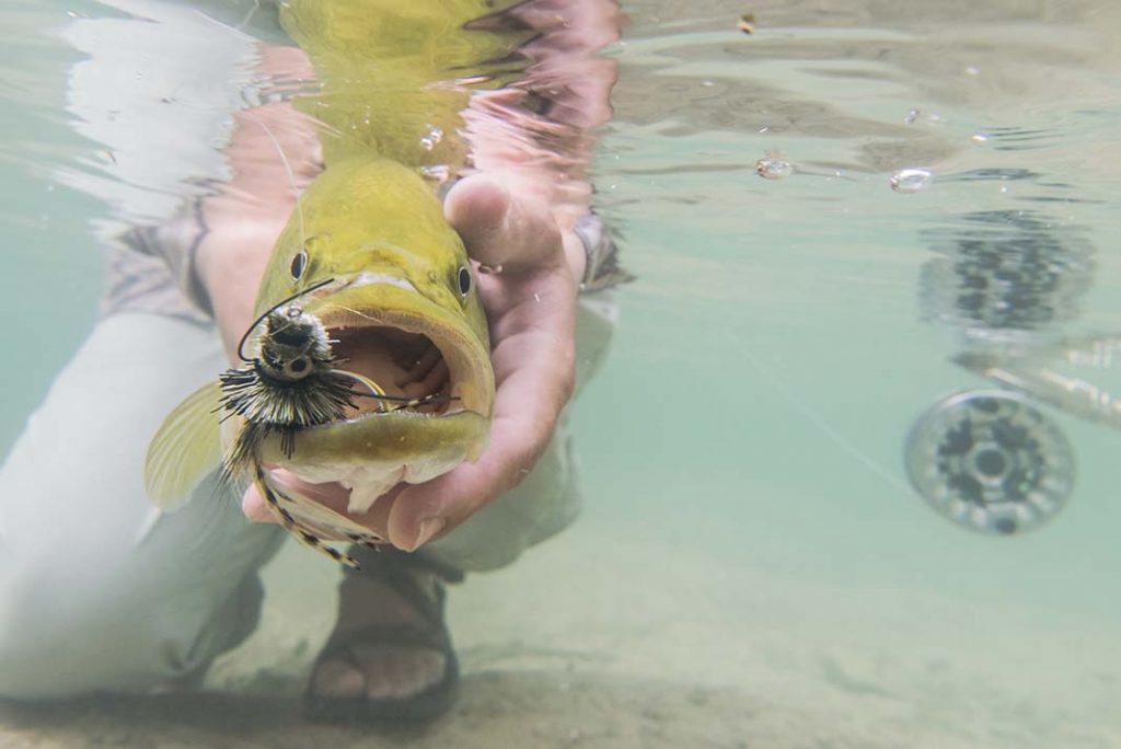 Open Your Eyes To The Underwater World Of Fish | Kayak Angler