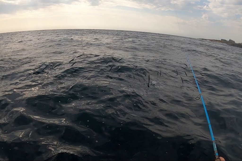 How To Catch False Albacore The Easy Way | Kayak Angler