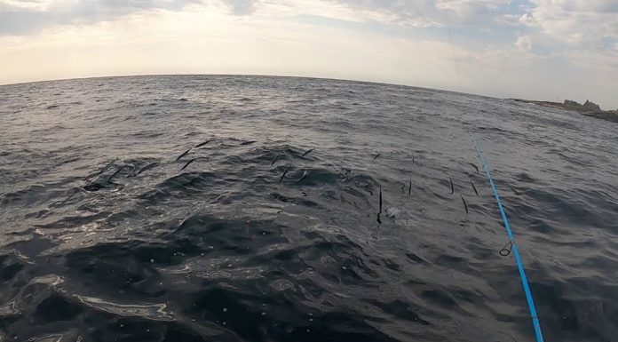 How To Catch False Albacore The Easy Way | Kayak Angler