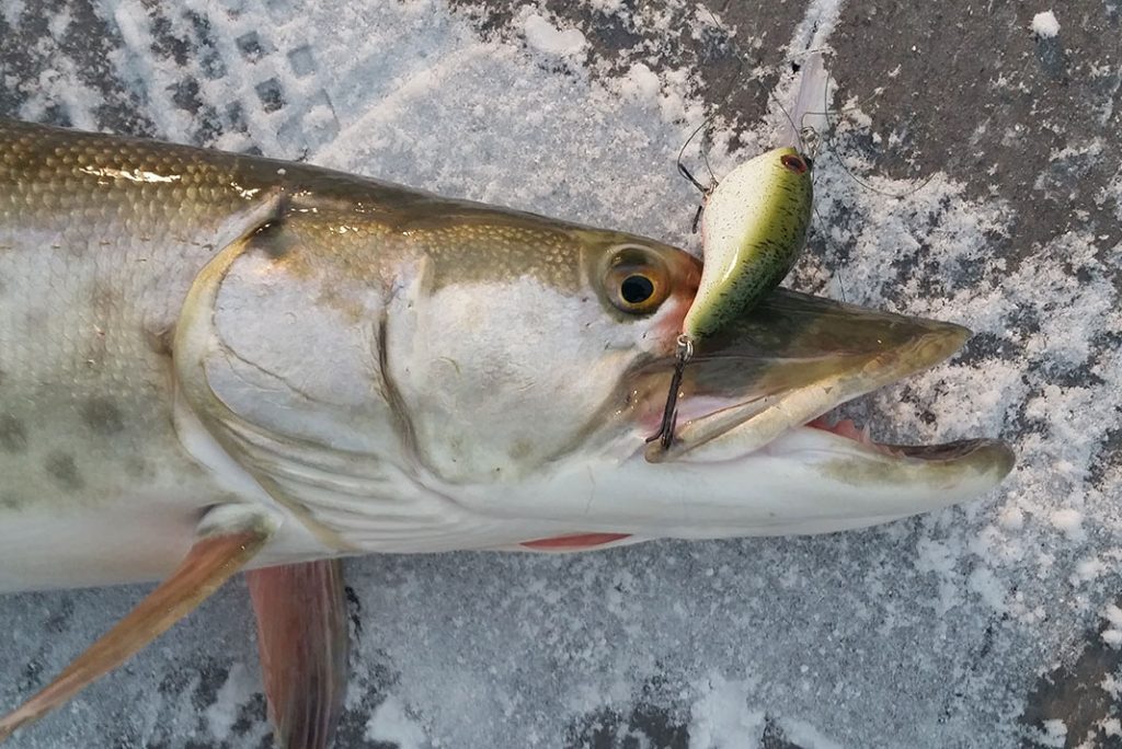Fall Muskie Fishing In Ontario’s Algonquin Park | Kayak Angler