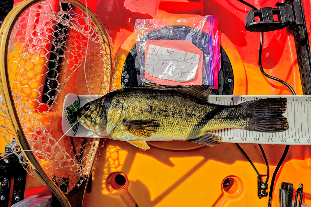 Length Or Weight How To Measure A Fish Kayak Angler Length Or Weight How To Measure A Fish Kayak Angler