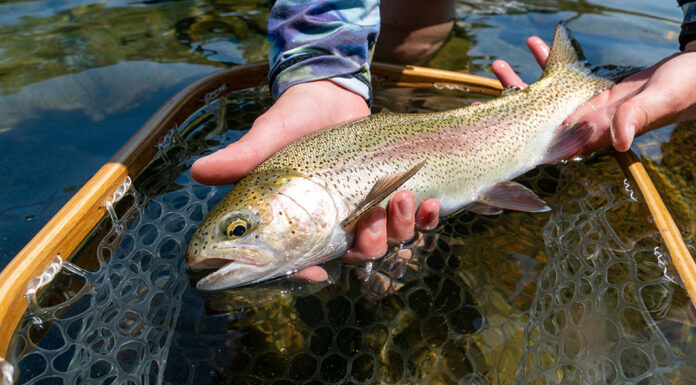 Double Your Fly Fishing Fun With A Dry Dropper Rig | Kayak Angler