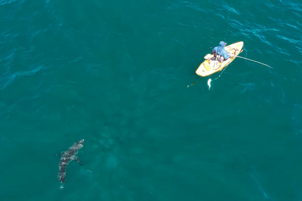 How I Survived A Great White Shark Attack | Kayak Angler
