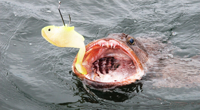 Go Cold, Dark And Deep For Trophy Lingcod | Kayak Angler