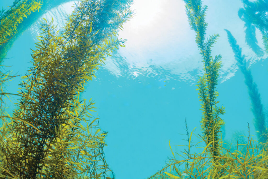 The Secret Life Of Seaweed | Kayak Angler