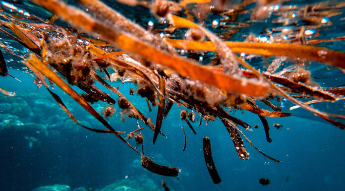 The Secret Life Of Seaweed | Kayak Angler