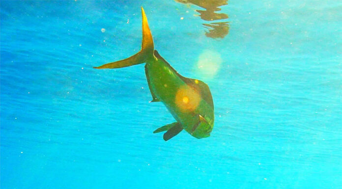 Watch Flotsam, An Offshore Kayak Fishing Film (Video) | Kayak Angler