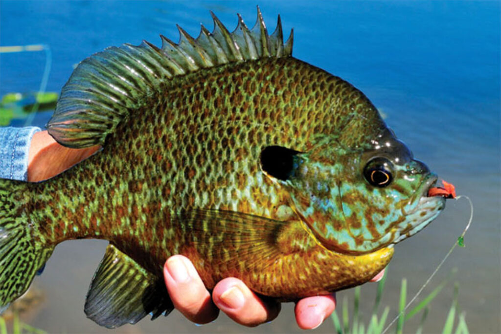 Slab Strategies: Fishing For Bluegill By Kayak | Kayak Angler