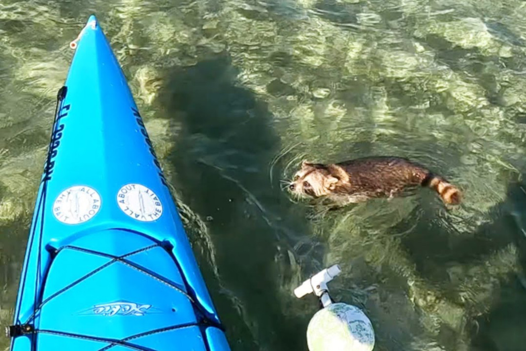 Kayak Angler Rescues Exhausted Raccoon (Video) | Kayak Angler