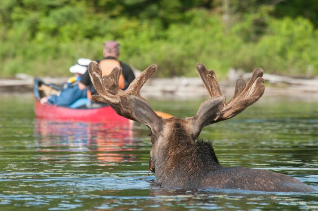 13 Algonquin Park Canoe Routes Full Of Pure Canadian WOW - Paddling ...