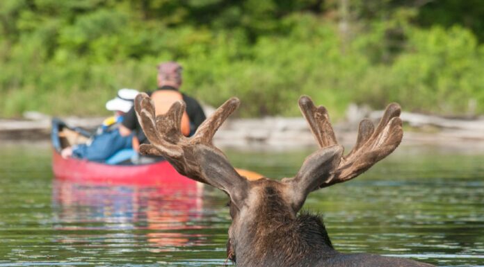 13 Algonquin Park Canoe Routes Full Of Pure Canadian WOW - Paddling ...