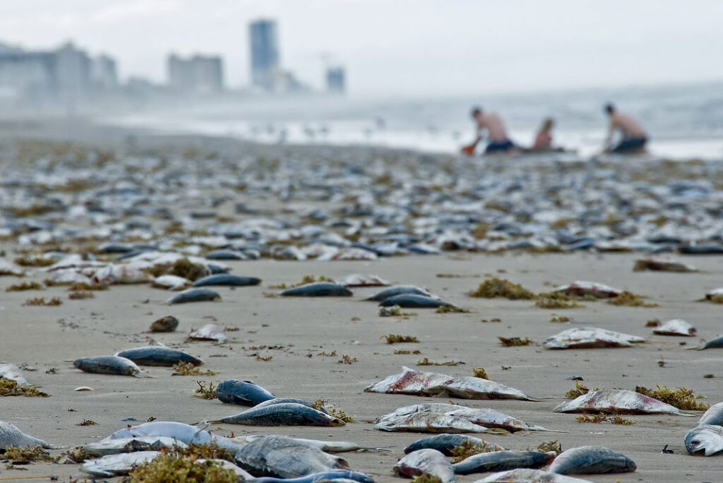 Algae Blooms Are A Growing Concern For Anglers | Kayak Angler