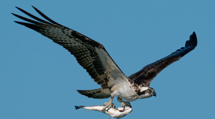 How To Use Birds To Your Fishing Advantage | Kayak Angler