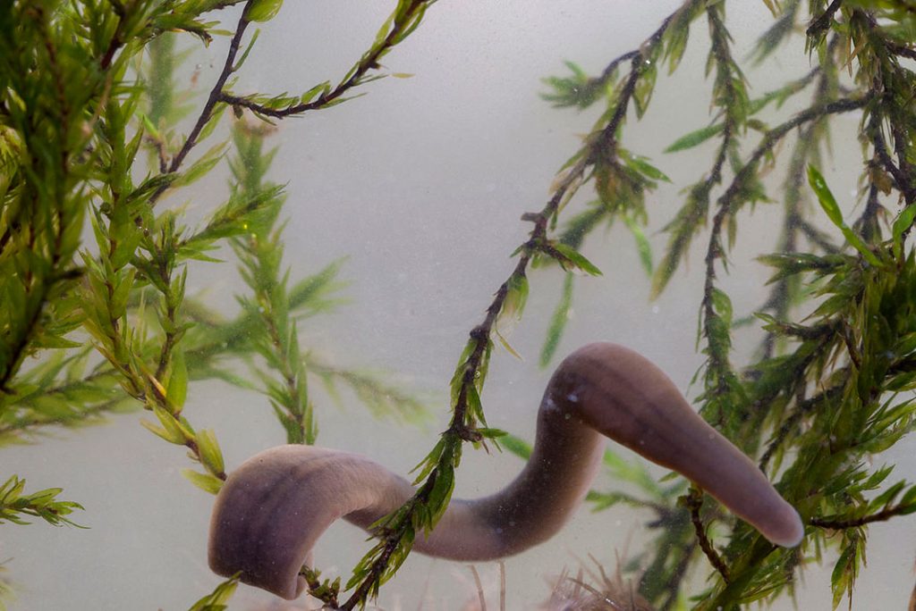 The Secret Life Of Leeches | Kayak Angler