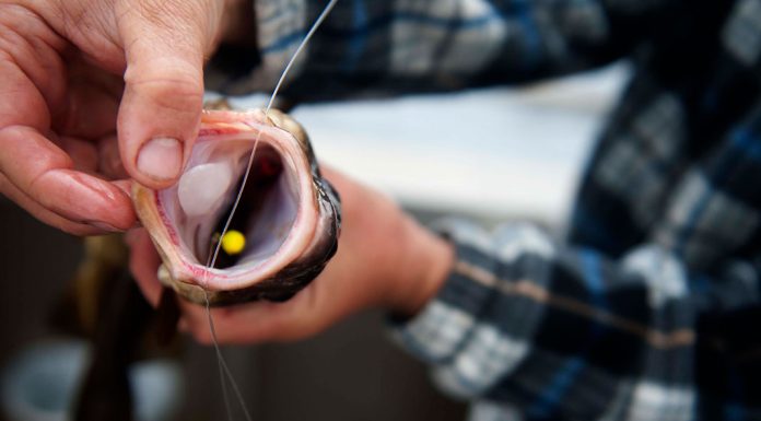 3 Easy Steps To Remove A Swallowed Fish Hook | Kayak Angler