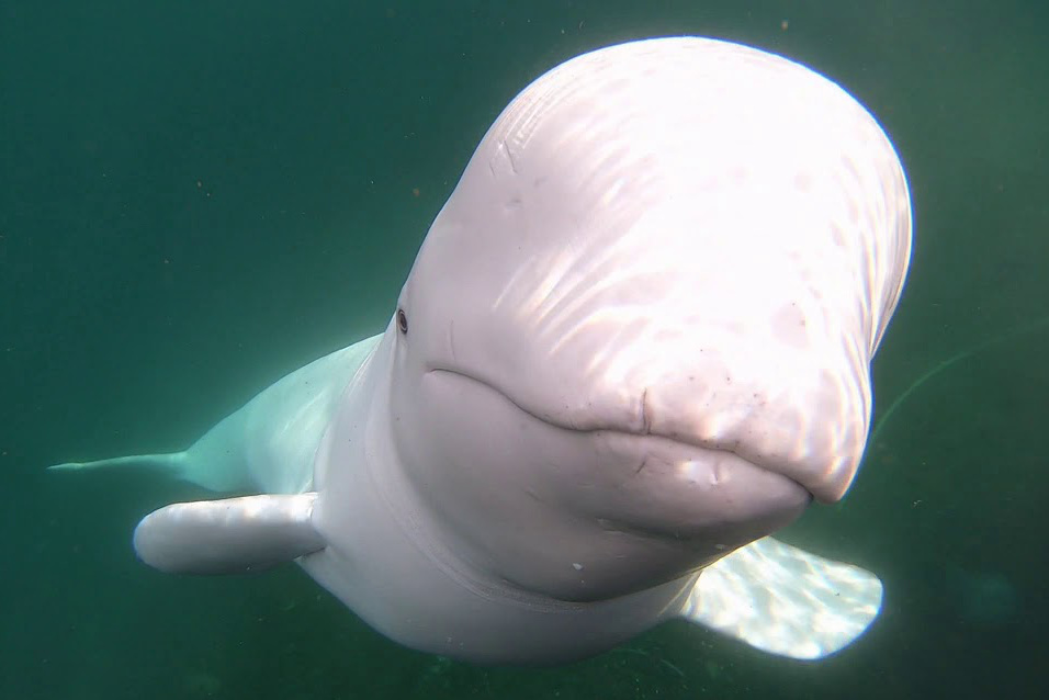 Beluga 'Spy Whale' Steals Kayaker's GoPro (Video) - Paddling Magazine