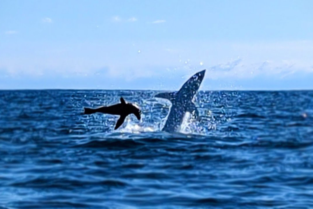 Shark Rams Kayaker While Chasing Seal (Video) | Kayak Angler