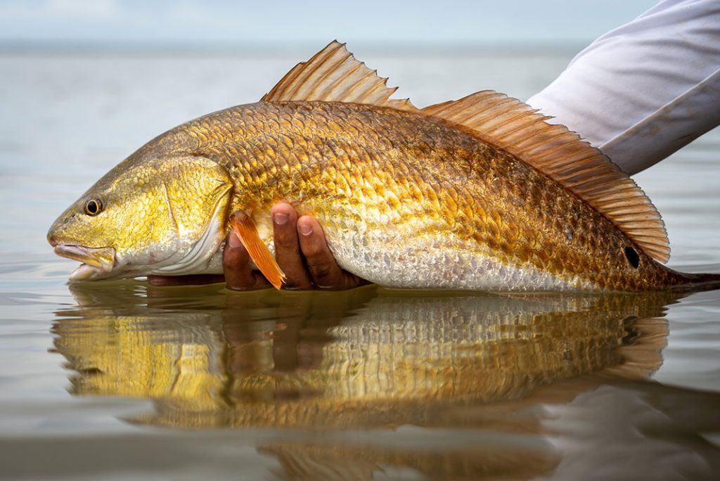 Redfish Rebound Is A Slam Dunk For Anglers | Kayak Angler