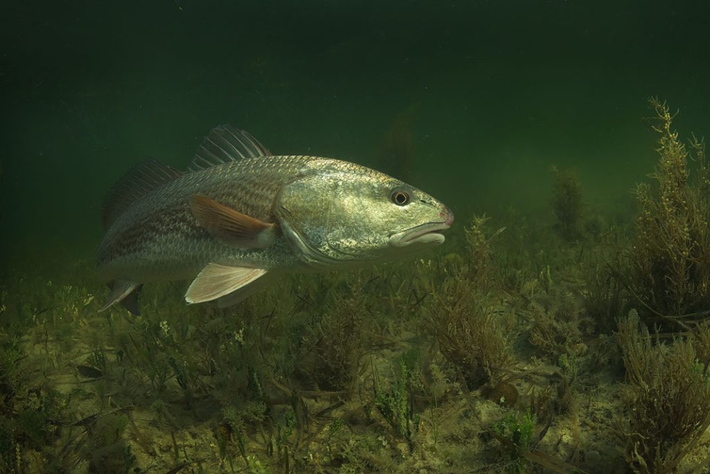 The Red Coast: Chasing Redfish, Texas To Virginia | Kayak Angler