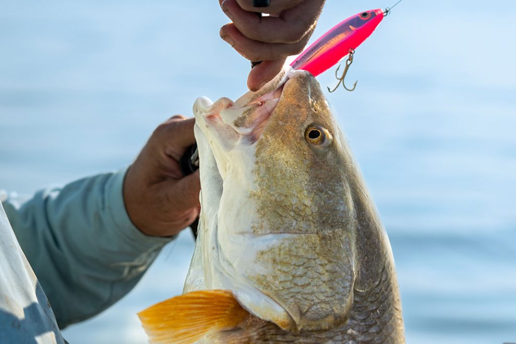 Redfish Rebound Is A Slam Dunk For Anglers | Kayak Angler
