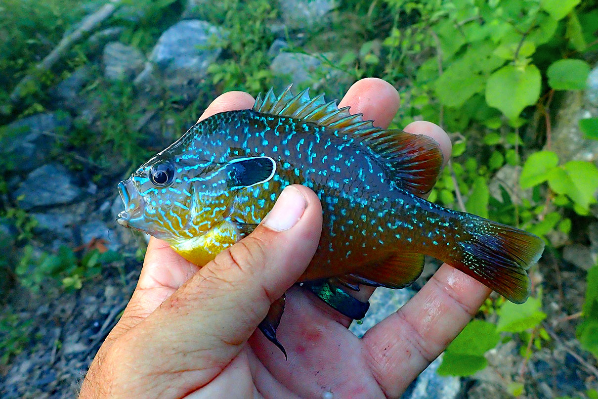 50 For 50: Chris Funk Celebrates His Half-Century With Epic Quest ...