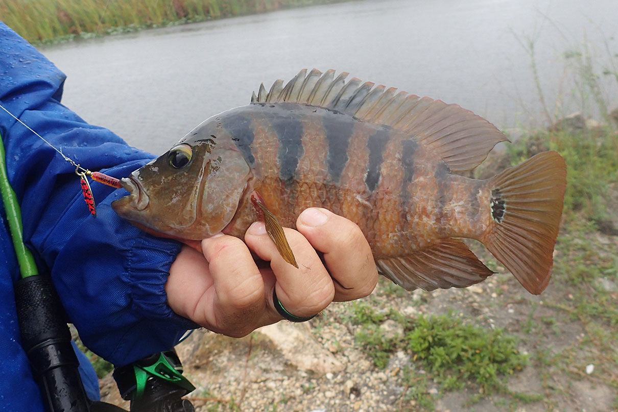 50 For 50: Chris Funk Celebrates His Half-Century With Epic Quest ...