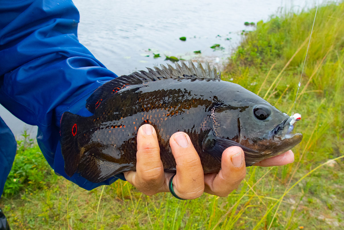 50 For 50: Chris Funk Celebrates His Half-Century With Epic Quest ...