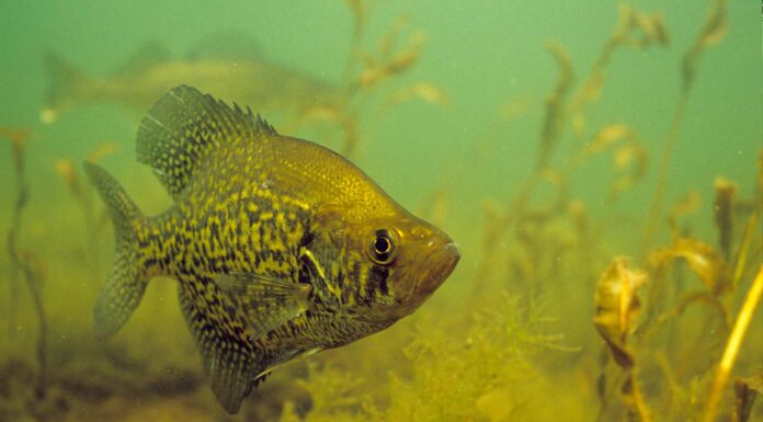 Crappie Fishing—A Comprehensive Guide | Kayak Angler