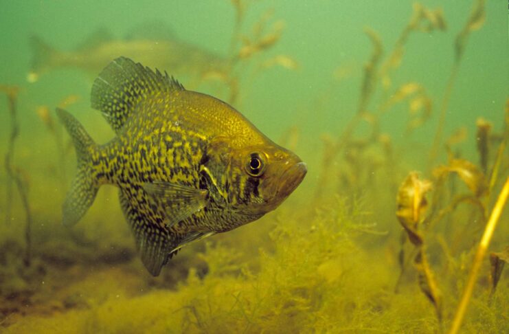 Crappie Fishing—A Comprehensive Guide | Kayak Angler