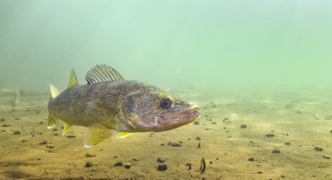 How To Catch Walleye—A Comprehensive Fishing Guide | Kayak Angler