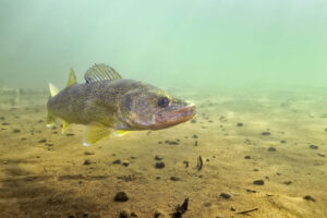 How To Catch Walleye—A Comprehensive Fishing Guide | Kayak Angler