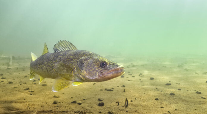 How To Catch Walleye—A Comprehensive Fishing Guide | Kayak Angler