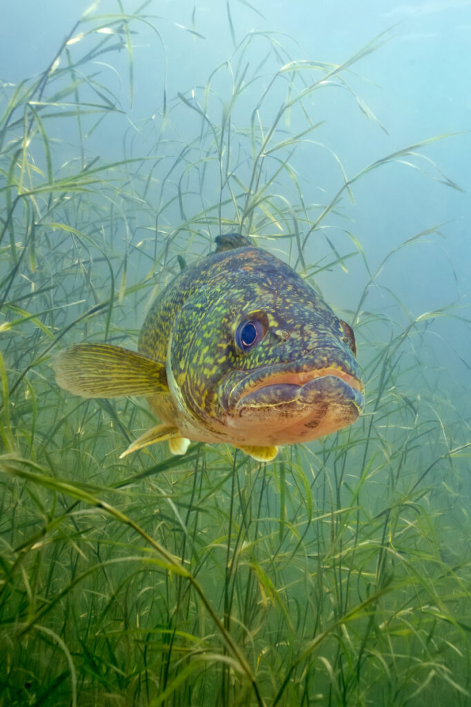 How To Catch Walleye—A Comprehensive Fishing Guide | Kayak Angler