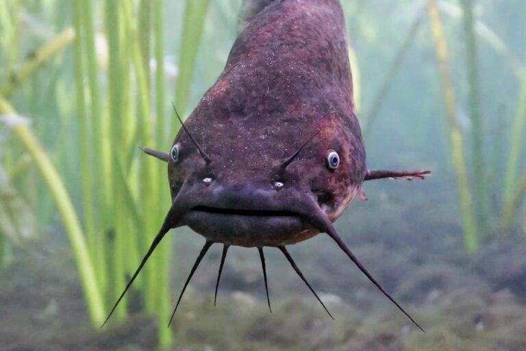 How To Identify Different Types Of Catfish | Kayak Angler
