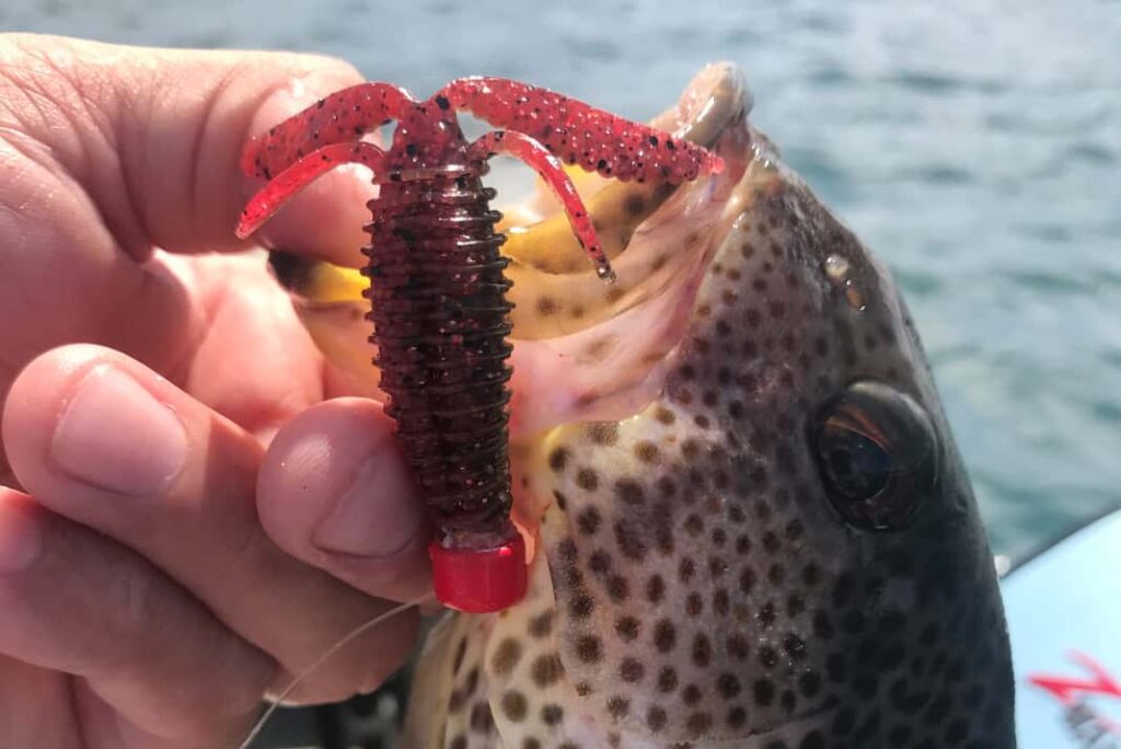 Find Success Fishing In Saltwater With A Ned Rig | Kayak Angler