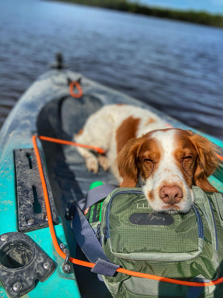 Dog Days: Expert Tips On Fishing With Fido | Kayak Angler