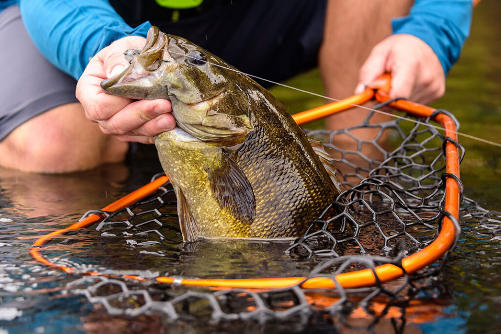 Best Smallmouth Bass Lures For 2026 | Kayak Angler