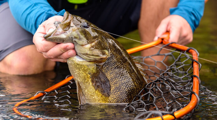 Best Smallmouth Bass Lures For 2026 | Kayak Angler
