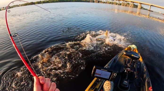 This Might Be The Most Epic Fish Battle On The Internet (Video) | Kayak ...